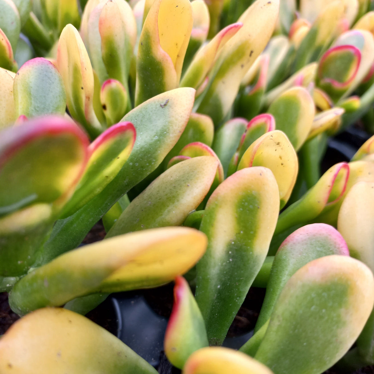 Crassula ovata Gandalf Gold (3 Plants) – Plants Direct